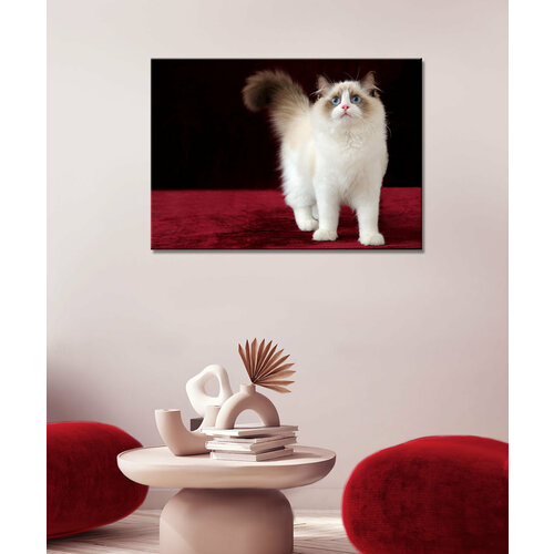 Картина - кошка, рэгдолл, домашняя кошка, ласковая кошка, кот (268) 50х70