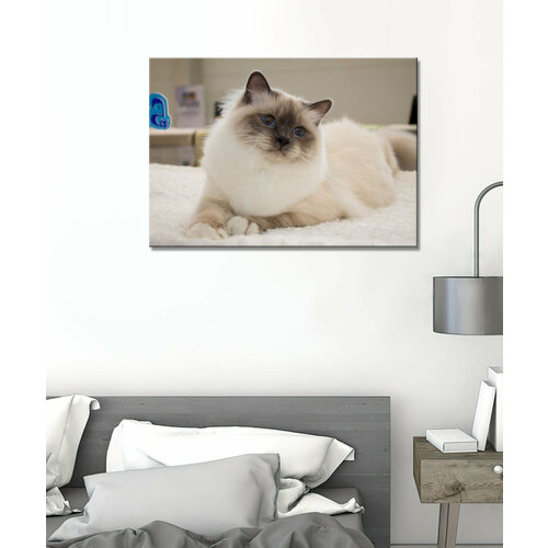 Картина - бирманская кошка, кот, белая шерсть, пушистая кошка, ласковая кошка (6) 50х70
