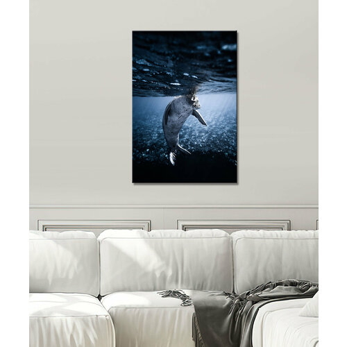 Картина - Морской котик, милый морской котик, ластоногий морской котик, морской котик хищник (8) 40х60