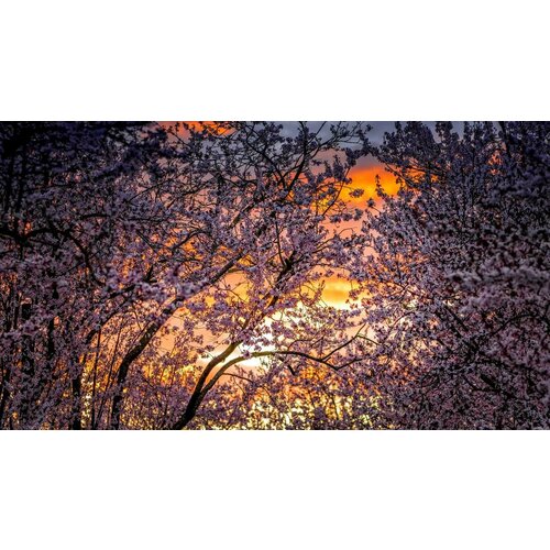 Картина на холсте 60x110 Альянс Лес "Деревья сад цветение весна вишня" на подрамнике / интерьер/ декор