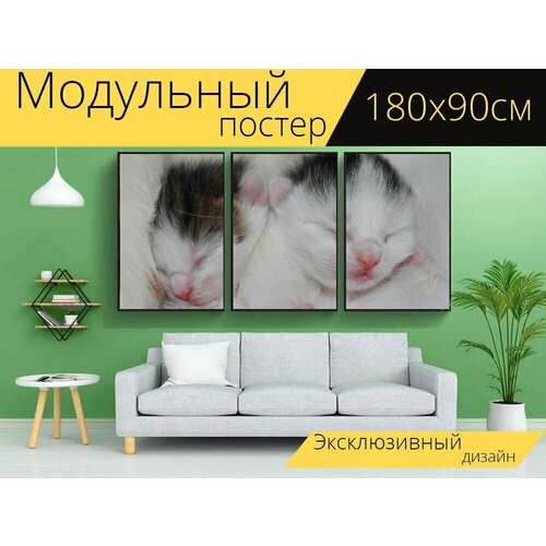 Модульный постер "Котенок, младенцы, белый" 180 x 90 см. для интерьера