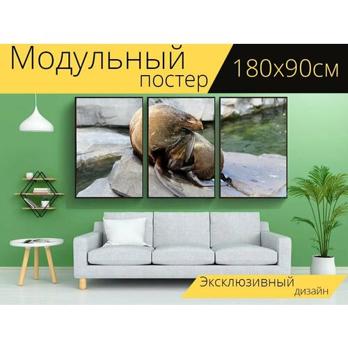 Модульный постер "Тюлень, зоопарк, природа" 180 x 90 см. для интерьера