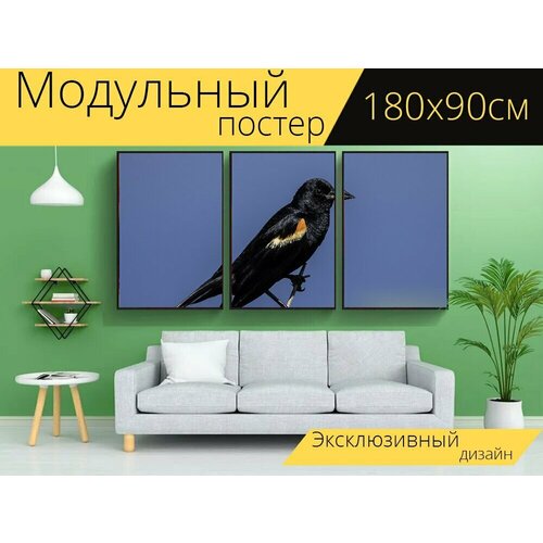 Модульный постер "Черный дрозд, краснокрылый дрозд, птица" 180 x 90 см. для интерьера
