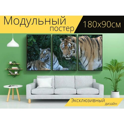 Модульный постер "Животные, тигр, хищник" 180 x 90 см. для интерьера