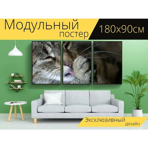Модульный постер "Кошка, груминг, животное" 180 x 90 см. для интерьера