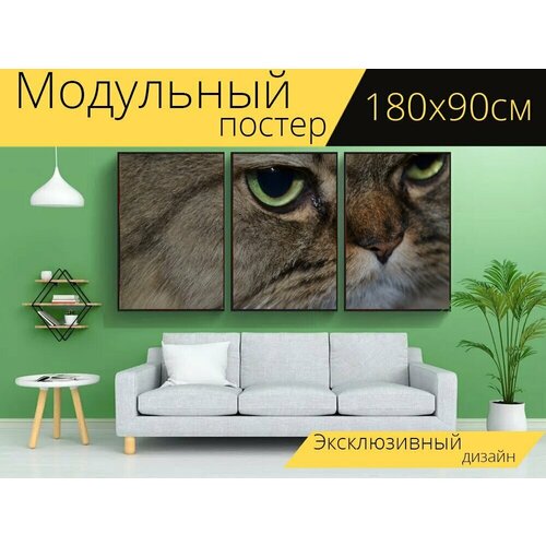 Модульный постер "Кот, похмелье, персидский кот" 180 x 90 см. для интерьера