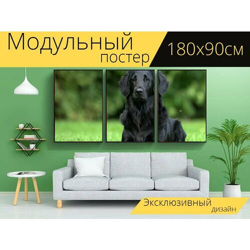 Модульный постер "Собака, прямошерстная, ретривер" 180 x 90 см. для интерьера