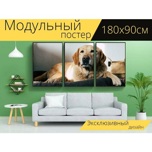 Модульный постер "Золотистый ретривер, собака, домашний питомец" 180 x 90 см. для интерьера