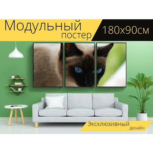 Модульный постер "Сиам, сиамский, кот" 180 x 90 см. для интерьера