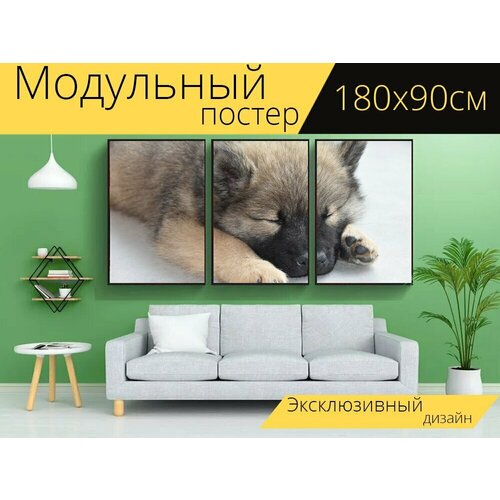 Модульный постер "Eurasier, щенок, спать" 180 x 90 см. для интерьера