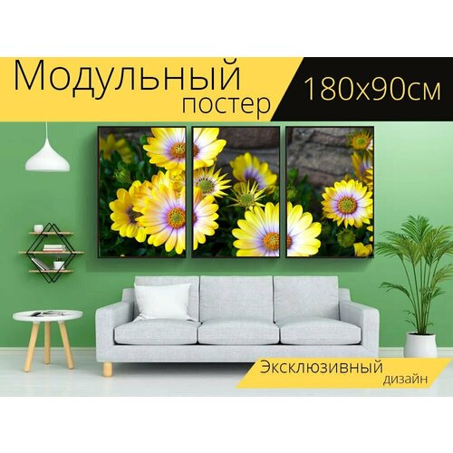 Модульный постер "Маргаритка, цветы, завод" 180 x 90 см. для интерьера