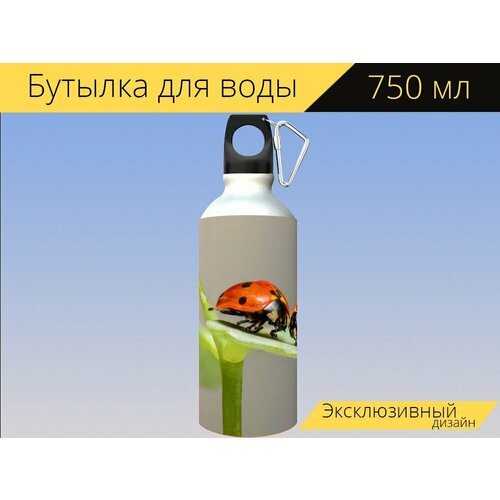 Бутылка фляга для воды "Божьи коровки, насекомые, пара" 750 мл. с карабином и принтом