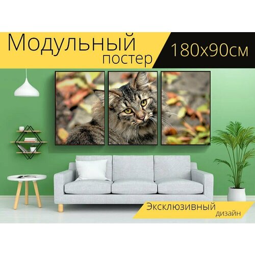 Модульный постер "Кот, соседние кошки, дикий кот" 180 x 90 см. для интерьера