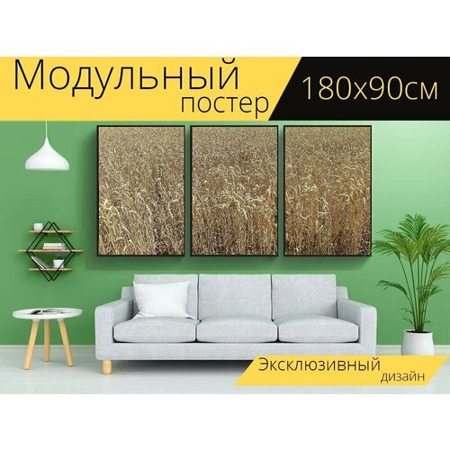 Модульный постер "Поле, зерно, сельское хозяйство" 180 x 90 см. для интерьера