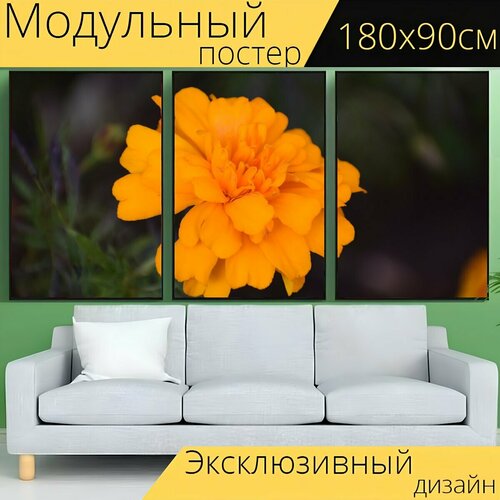 Модульный постер "Апельсиновые бархатцы, цветок, ноготки" 180 x 90 см. для интерьера