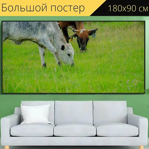 Большой постер "Корова, телец, домашний скот" 180 x 90 см. для интерьера