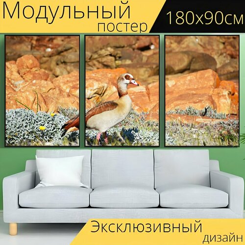 Модульный постер "Нильский гусь, птица, водоплавающая птица" 180 x 90 см. для интерьера