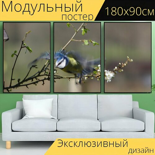 Модульный постер "Лазоревка, птица, садовая птица" 180 x 90 см. для интерьера
