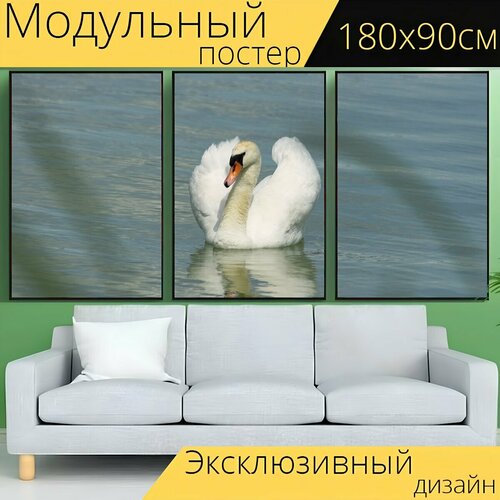 Модульный постер "Лебедь, водоплавающая птица, птица" 180 x 90 см. для интерьера