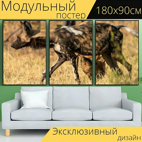 Модульный постер "Африканская дикая собака, животное, сафари" 180 x 90 см. для интерьера
