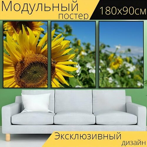 Модульный постер "Подсолнечник, полевой цветок, пчела" 180 x 90 см. для интерьера