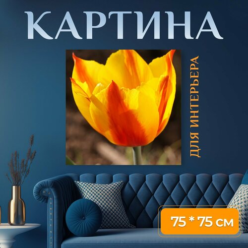 Картина на холсте "Тюльпан, цветок, природа" на подрамнике 75х75 см. для интерьера