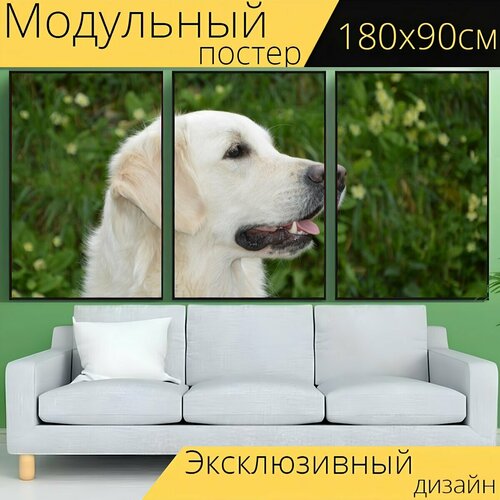 Модульный постер "Собака, профиль собаки, золотистый ретривер" 180 x 90 см. для интерьера