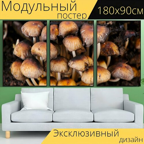 Модульный постер "Поганки, грибы, природа" 180 x 90 см. для интерьера