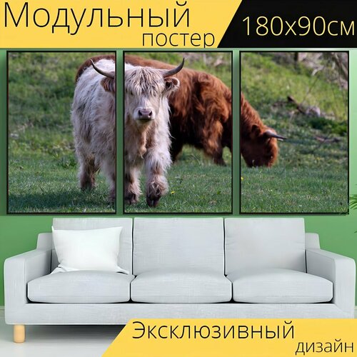 Модульный постер "Коровы, шотландские горцы, корова" 180 x 90 см. для интерьера