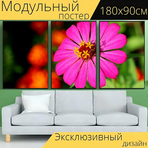 Модульный постер "Цинния, цветок, завод" 180 x 90 см. для интерьера