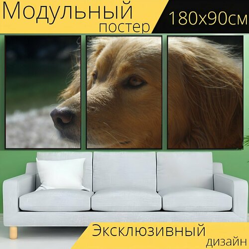 Модульный постер "Собака, животное, гибридный" 180 x 90 см. для интерьера