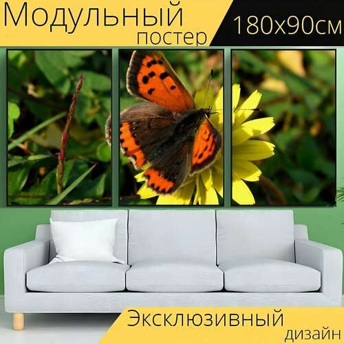 Модульный постер "Бабочка, видов голубянок, цветок" 180 x 90 см. для интерьера