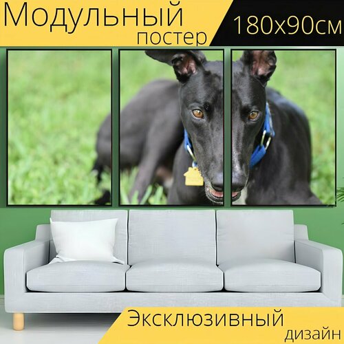 Модульный постер "Собака, борзая, собачий" 180 x 90 см. для интерьера