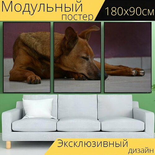 Модульный постер "Собака, домашний питомец, милый" 180 x 90 см. для интерьера
