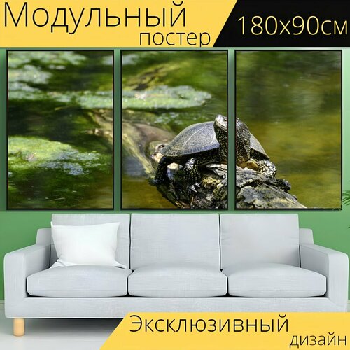 Модульный постер "Европейский, болотная черепаха, черепаха" 180 x 90 см. для интерьера