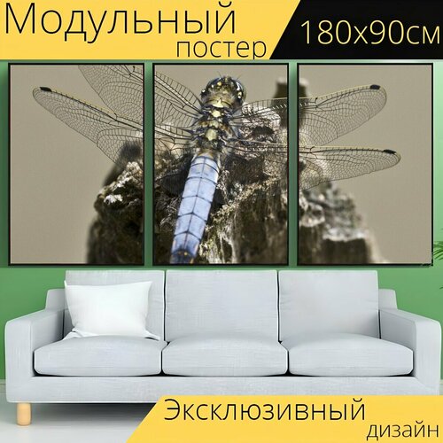 Модульный постер "Стрекоза, насекомое, закрывать" 180 x 90 см. для интерьера