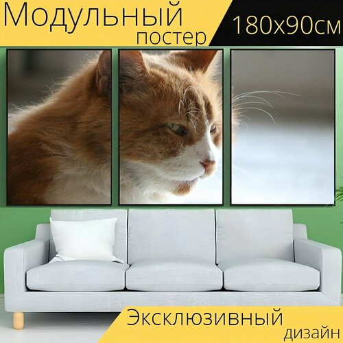 Модульный постер "Кошка, маленький, милый" 180 x 90 см. для интерьера