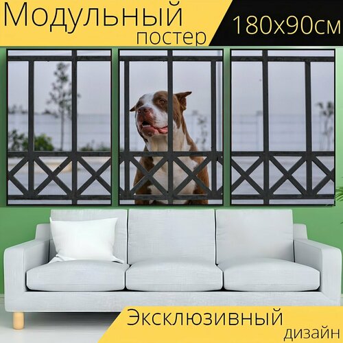 Модульный постер "Собака, ожидающий, домашний питомец" 180 x 90 см. для интерьера