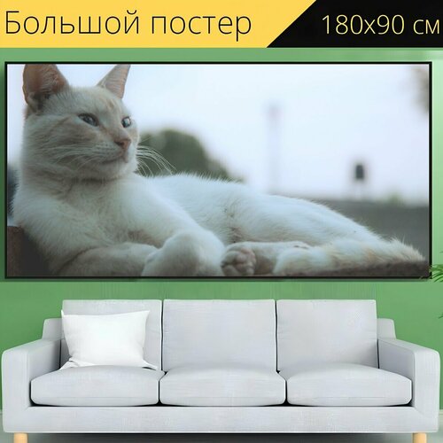 Большой постер "Кошка, домашний питомец, милый" 180 x 90 см. для интерьера