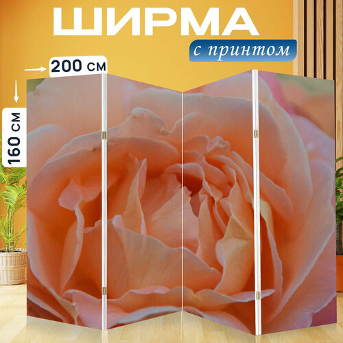 Ширма перегородка с принтом "Роза, цветок, лепестки" на холсте - 200x160 см. для зонирования, раскладная