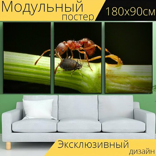 Модульный постер "Муравей, тля, насекомые" 180 x 90 см. для интерьера
