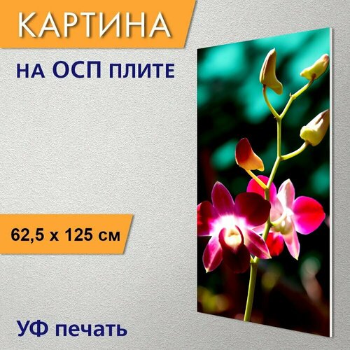 Вертикальная картина на ОСП "Орхидея, красивые цветы, цветочный сад" 62x125 см. для интерьериа