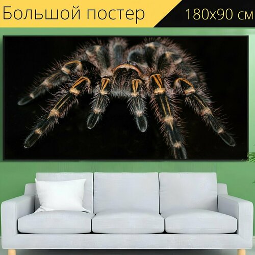 Большой постер "Тарантул, паук, насекомое" 180 x 90 см. для интерьера