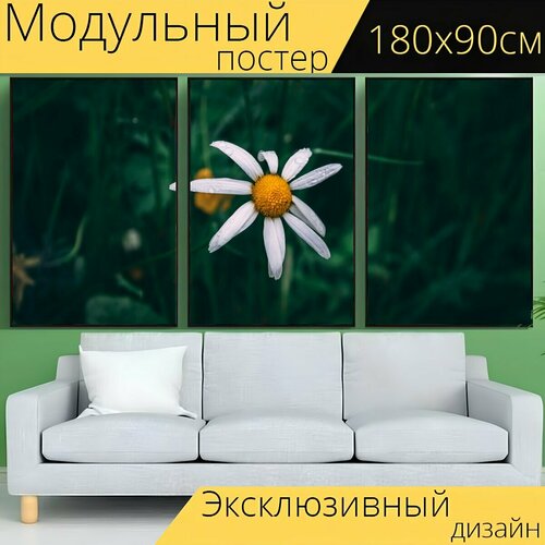 Модульный постер "Маргаритка, цветок, завод" 180 x 90 см. для интерьера