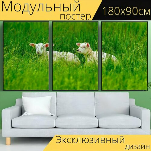 Модульный постер "Ягненок, ягнята, овец" 180 x 90 см. для интерьера