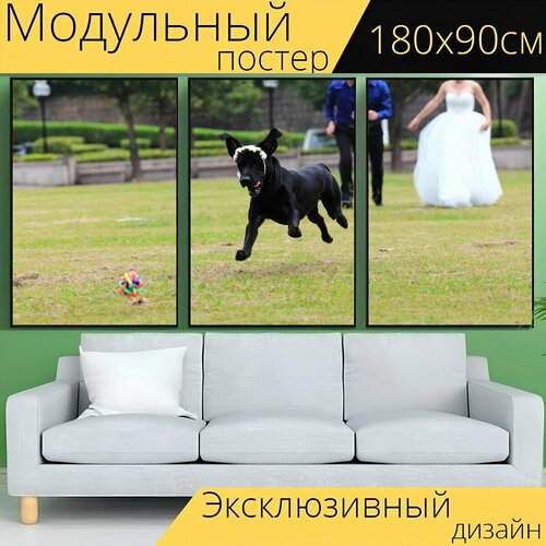 Модульный постер "Черный пес, лабрадор, лужайка" 180 x 90 см. для интерьера