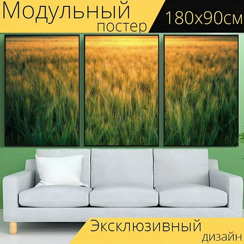 Модульный постер "Зерно, уборка урожая, пшеница" 180 x 90 см. для интерьера