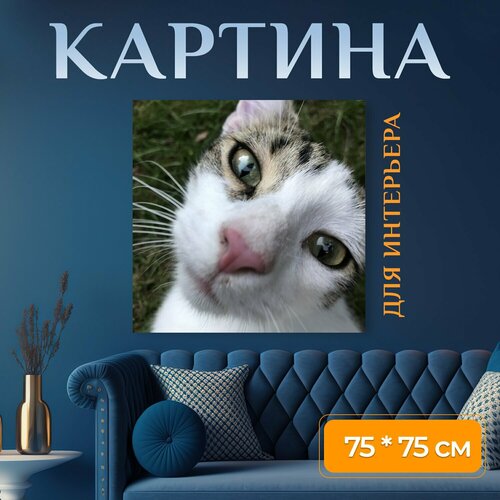 Картина на холсте "Кот, домашнее животное, глаза" на подрамнике 75х75 см. для интерьера