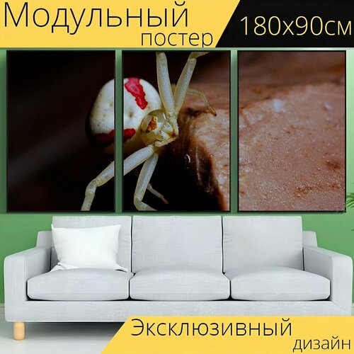 Модульный постер "Крабовый паук, паук, паукообразный" 180 x 90 см. для интерьера
