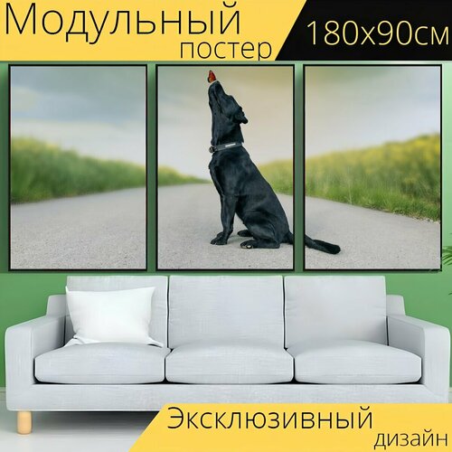Модульный постер "Собака, лабрадор, бабочка" 180 x 90 см. для интерьера